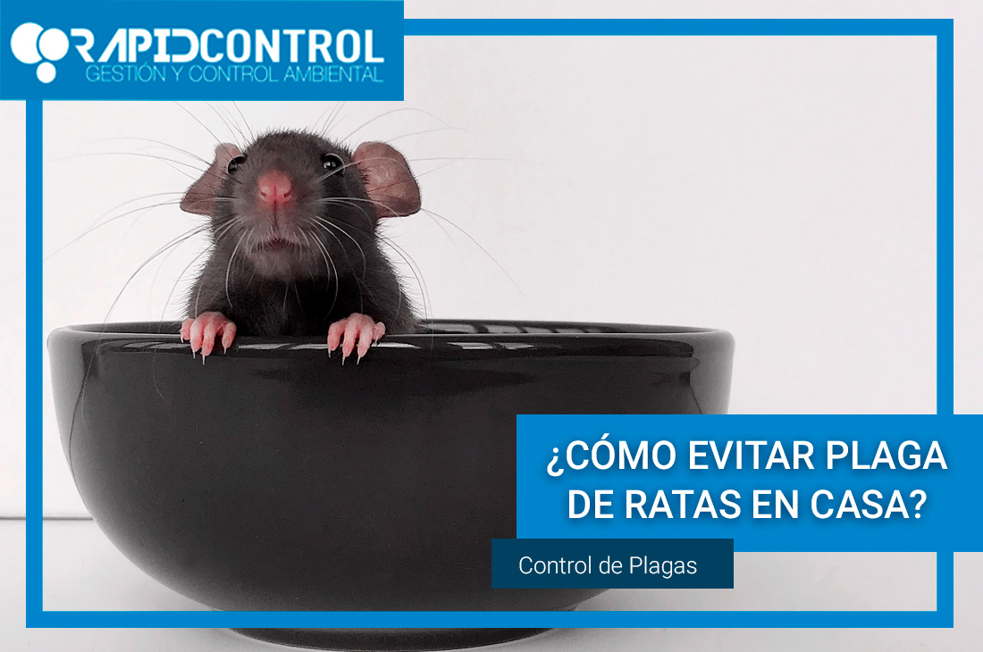¿Qué hacer para no tener una plaga de ratas en casa?