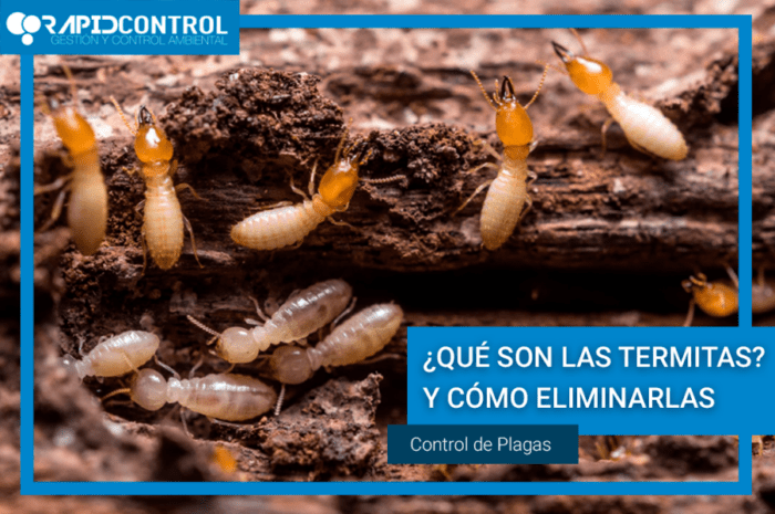 ¿Qué son? Y Cómo Eliminar las Termitas | Control de Plagas