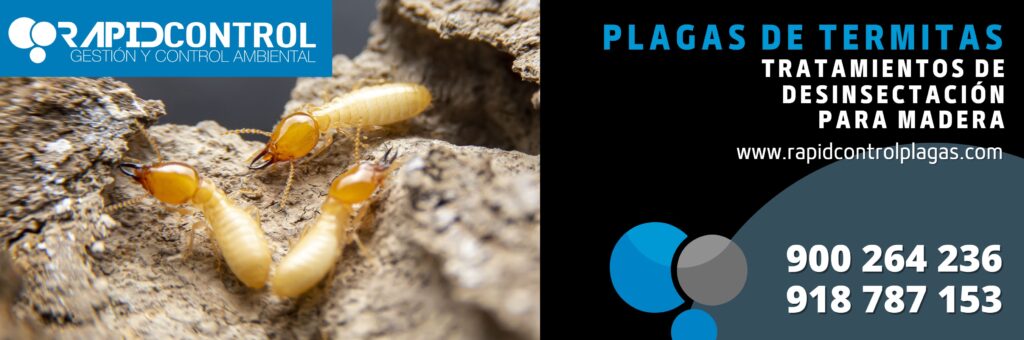 ¿Qué son? Y Cómo Eliminar las Termitas | Control de Plagas