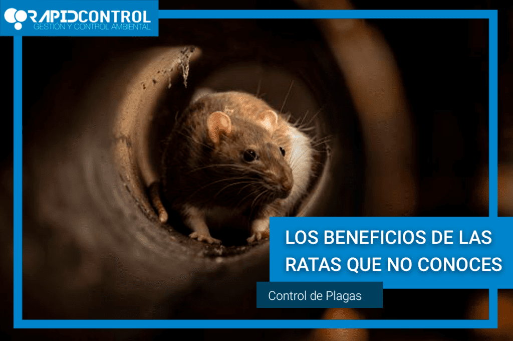 Beneficios de las Ratas que no conocías | Control de Roedores