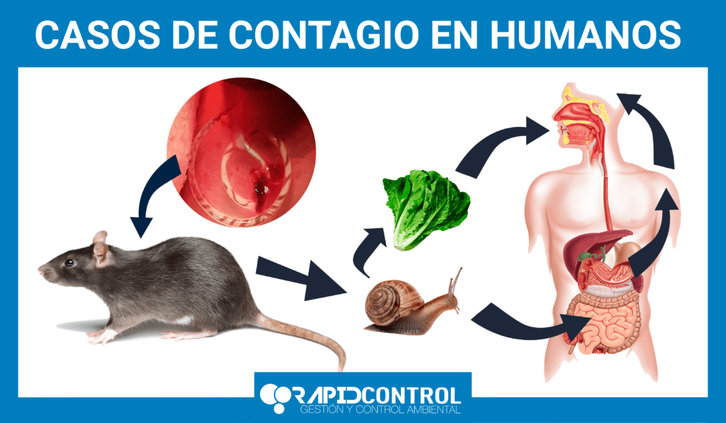 Gusano Pulmonar de la Rata | Primeros Casos en Humanos