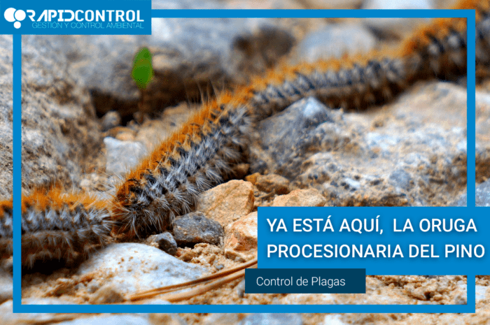 La Oruga Procesionaria sale en Procesión | ¿Cómo Combatirla?